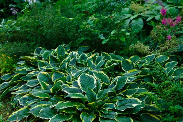 Hosta: una specie di piante perenni da coltivare in vaso o giardino