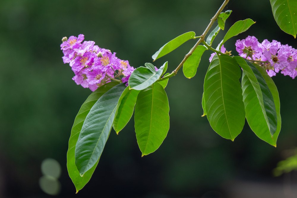 Lagerstroemia: varietà, cose da sapere e guida alla coltivazione