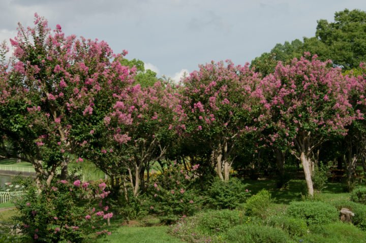 Lagerstroemia: varietà, cose da sapere e guida alla coltivazione