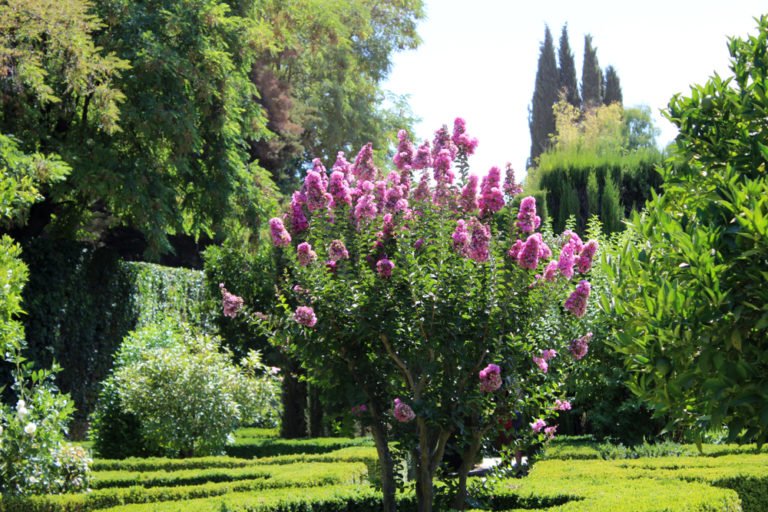 Lagerstroemia: varietà, cose da sapere e guida alla coltivazione