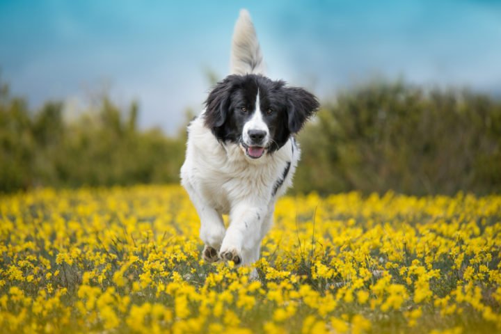 Landseer: caratteristiche e educazione di questo cane di grossa taglia
