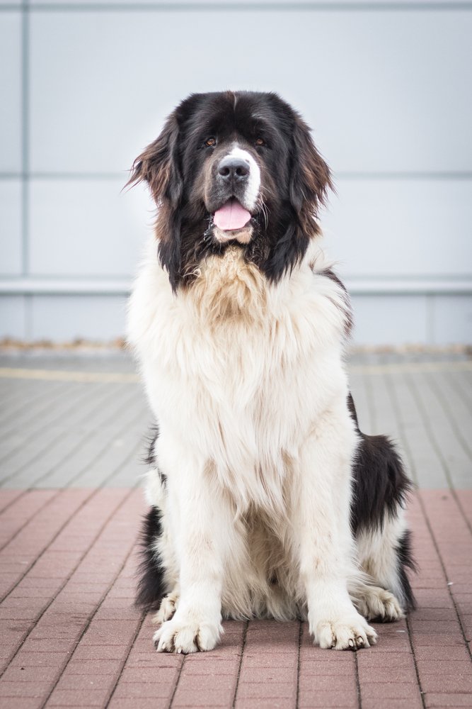 Landseer: caratteristiche e educazione di questo cane di grossa taglia