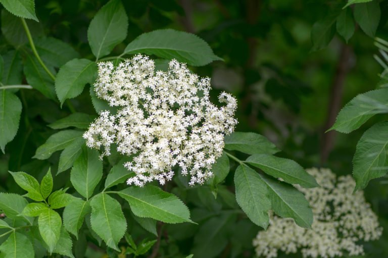 Fiori di sambuco: proprietà, utilizzi, ricette e conservazione