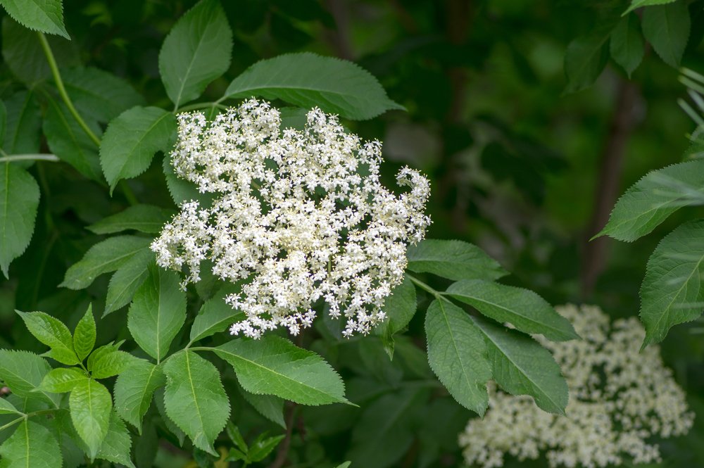 Fiori di sambuco: proprietà, utilizzi, ricette e conservazione
