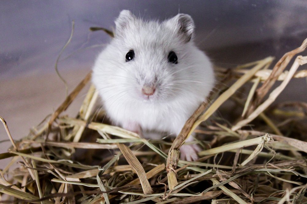Criceto russo: un rodotore affettuoso e adatto alla vita in famiglia
