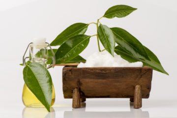 Olio essenziale di canfora: proprietà, modalità di utilizzo e ...