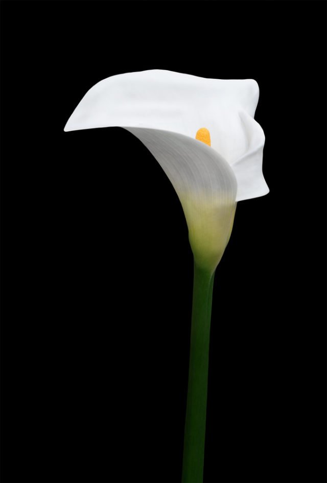 Fiori a stelo lungo: raffinati, eleganti e molto decorativi