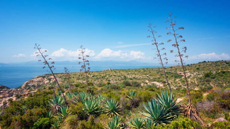 maquis méditerranéen caractéristiques, climat, flore et faune