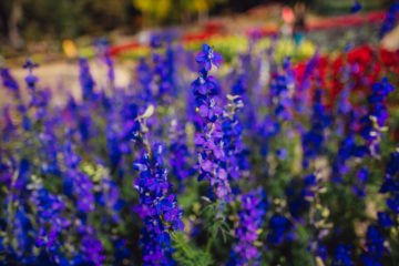 Fiori blu, bellissimi e diversi, scopriamo le varietà più diffuse
