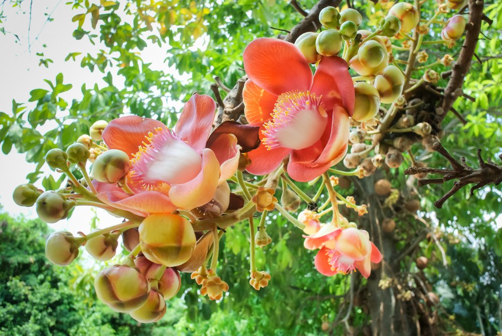 Beurre d'Illipe, alimentation vegan et cosmétique naturelle