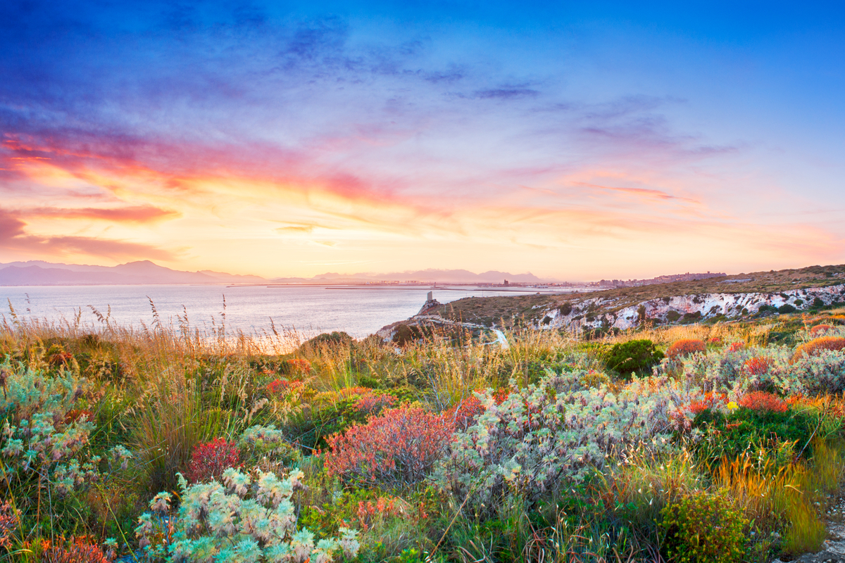 Macchia mediterranea: caratteristiche, clima, flora e fauna