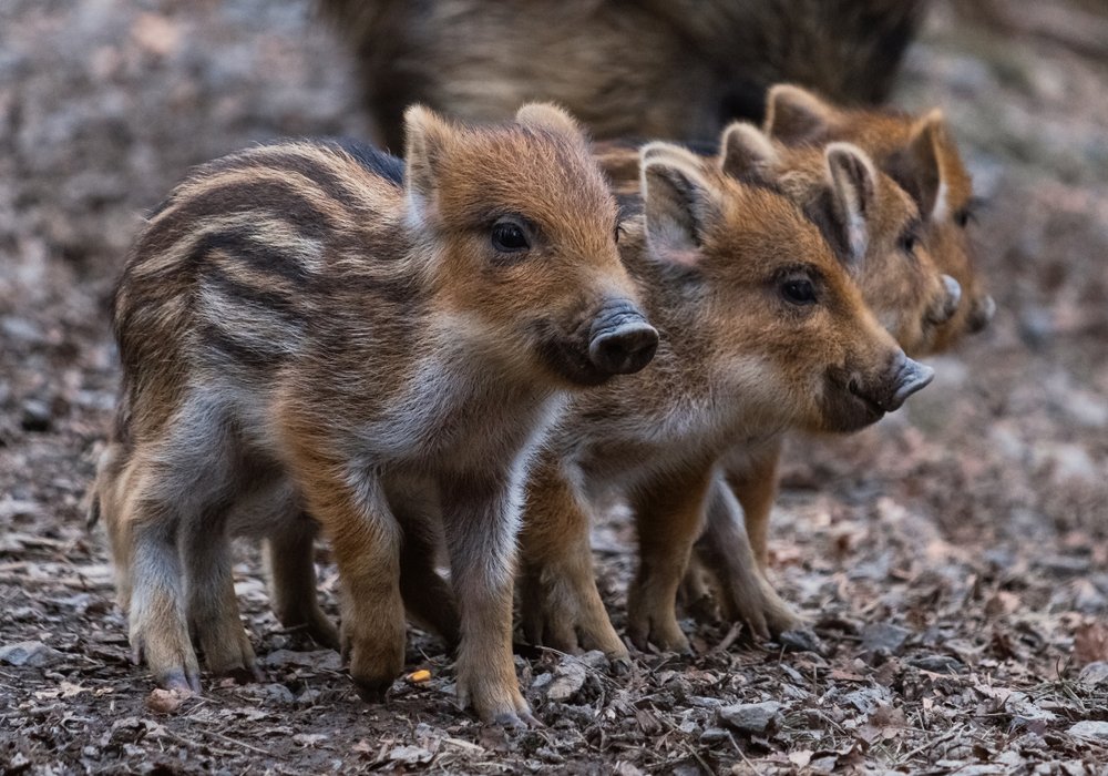 Cinghiale: alla scoperta di questo grosso mammifero sempre più diffuso