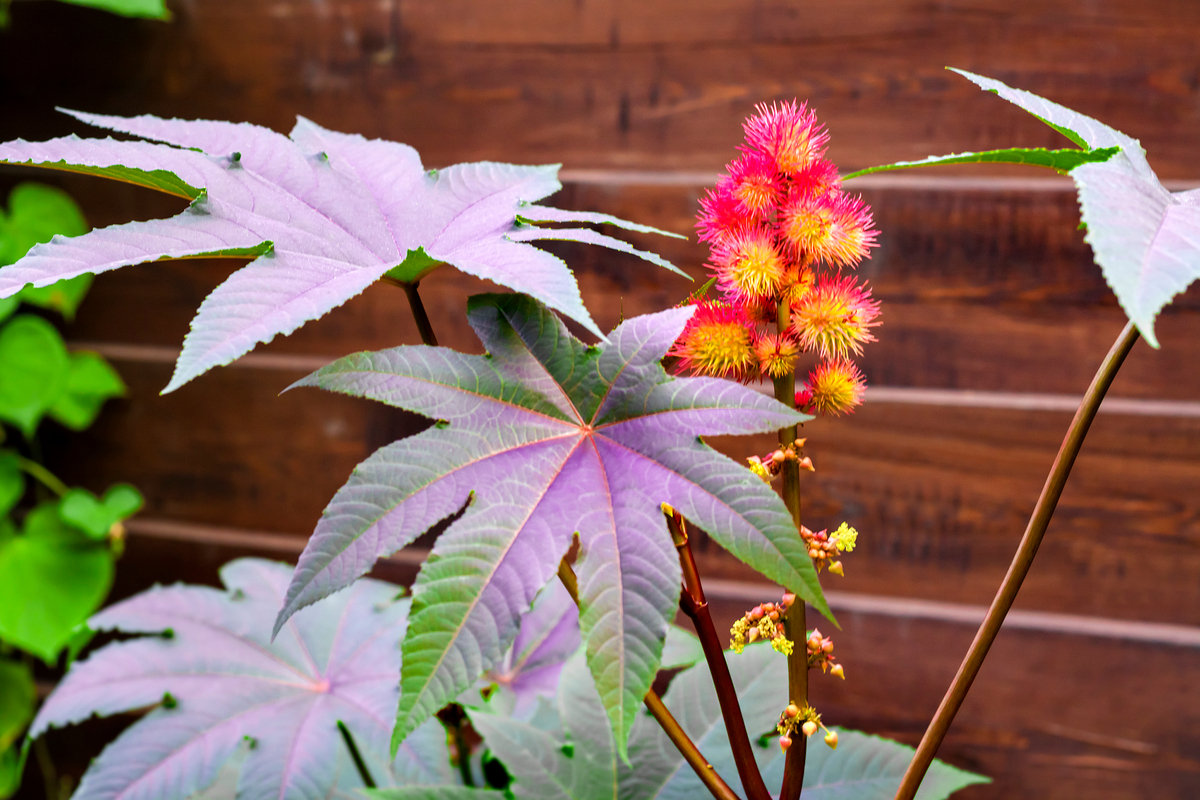 La pianta di ricino (Ricinus communis): coltivazione, semi e cose da sapere