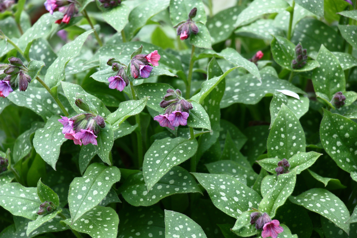 Polmonaria o Pulmonaria Officinalis: proprietà, coltivazione e utilizzi