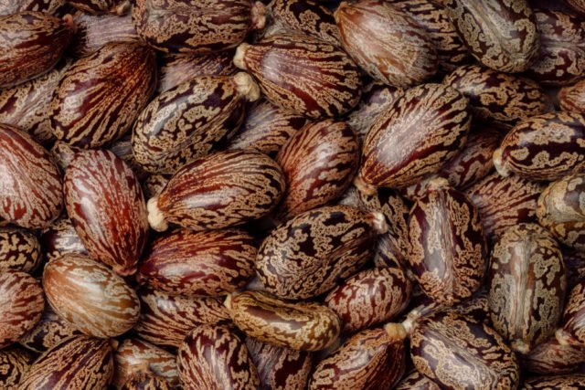 La pianta di ricino (Ricinus communis): coltivazione, semi e cose da sapere