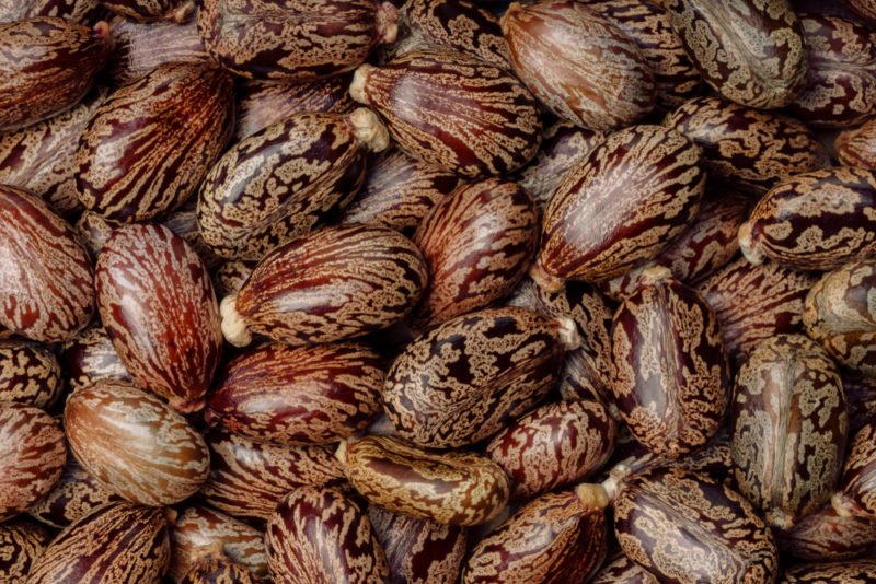 La pianta di ricino (Ricinus communis): coltivazione, semi e cose da sapere