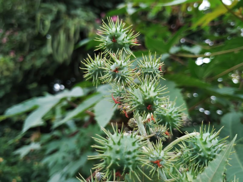 La pianta di ricino (Ricinus communis): coltivazione, semi e cose da sapere