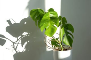 Monstera deliciosa: consigli per la cura e la coltivazione