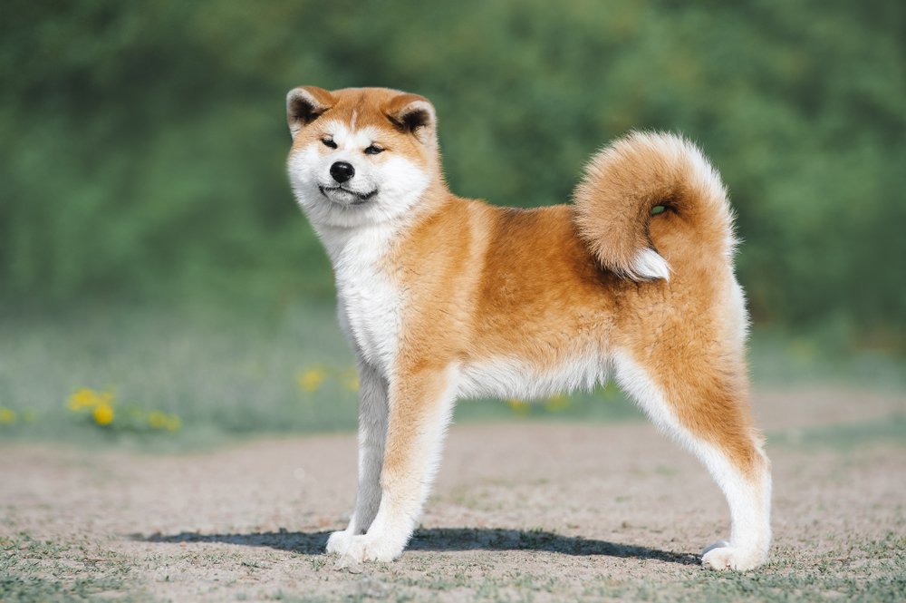 Cani a pelo lungo: l'elenco delle razze principali e apprezzate