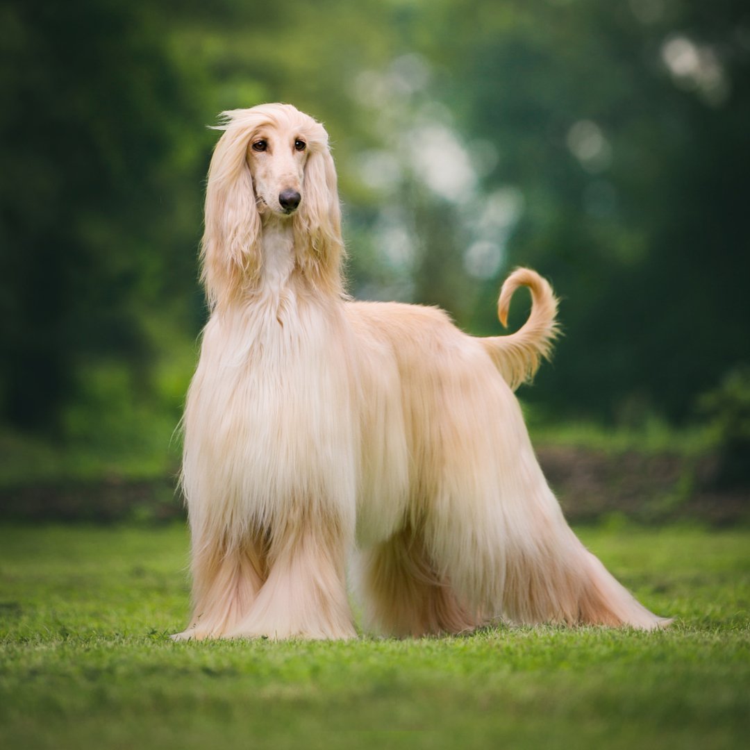 Cani a pelo lungo: l'elenco delle razze principali e apprezzate
