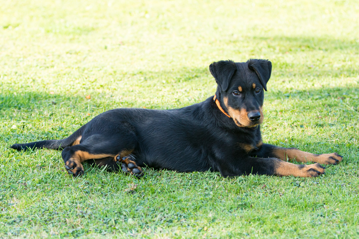 Pastore di Beauce: caratteristiche, comportamento e addestramento