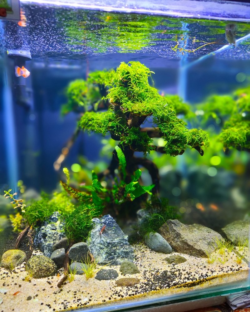 Aquascape: i principi base e gli strumenti necessari