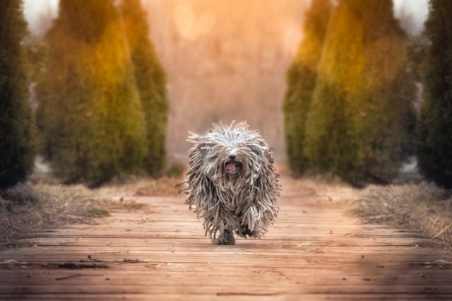 Puli, cane da pastore ungherese dal pelo caratteristico