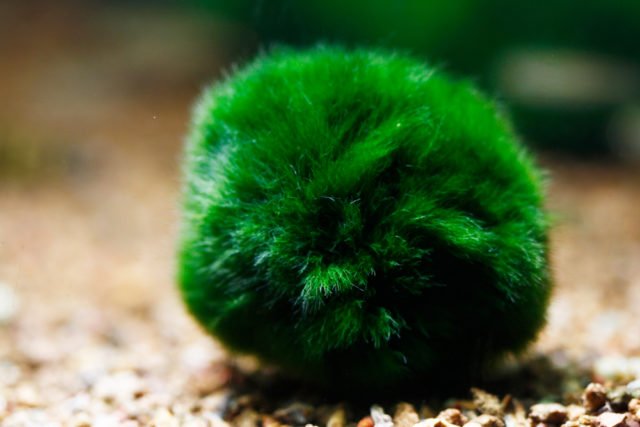 Alga Marimo: l'alga a forma di pallina, che è simbolo dell'amore