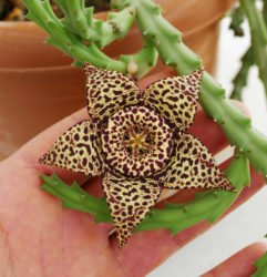 Stapelia: cura e coltivazione della pianta grassa con i fiori a stella