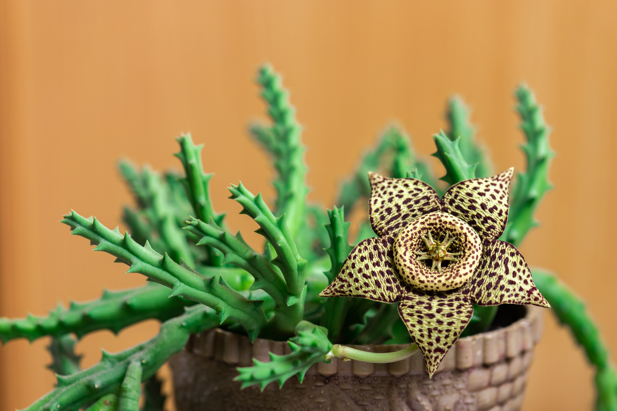 Stapelia: cura e coltivazione della pianta grassa con i fiori a stella