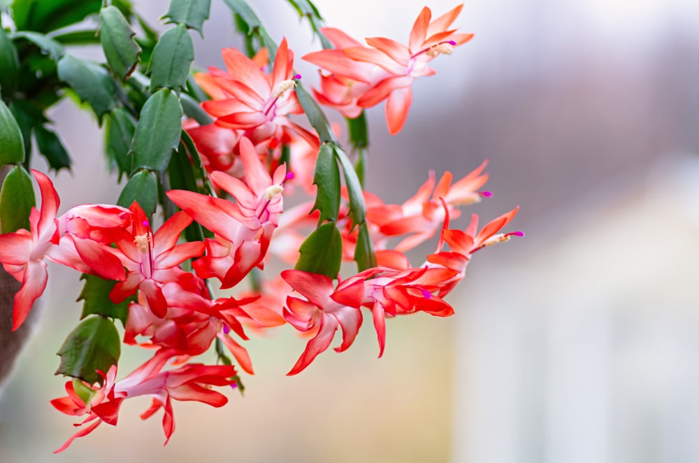 Cactus di natale: indicazioni per la coltivazione e la cura