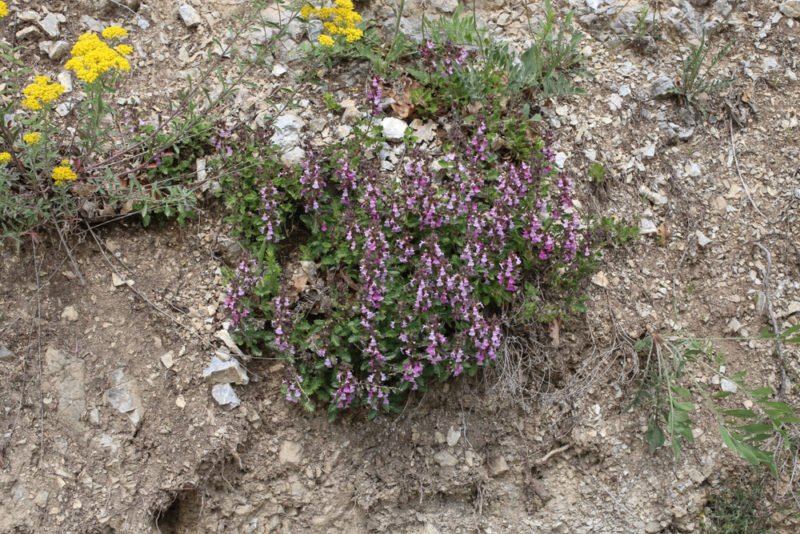 Camedrio: coltivazione, proprietà e controindicazioni