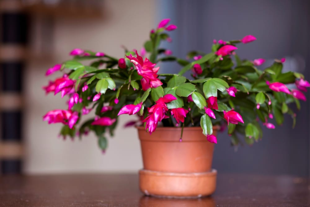 Cactus di natale: indicazioni per la coltivazione e la cura