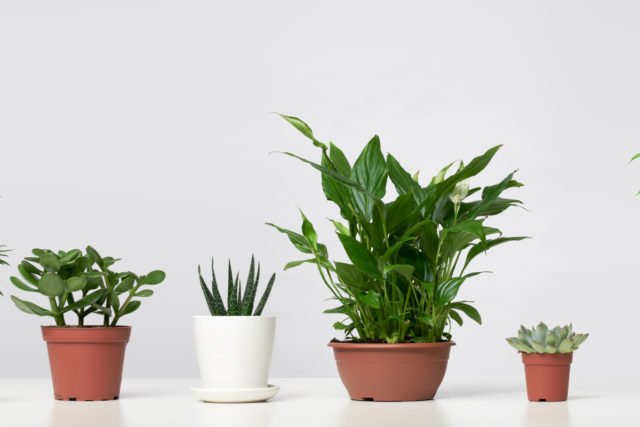 Piante sempreverdi: quali sono le più comuni e come coltivarle