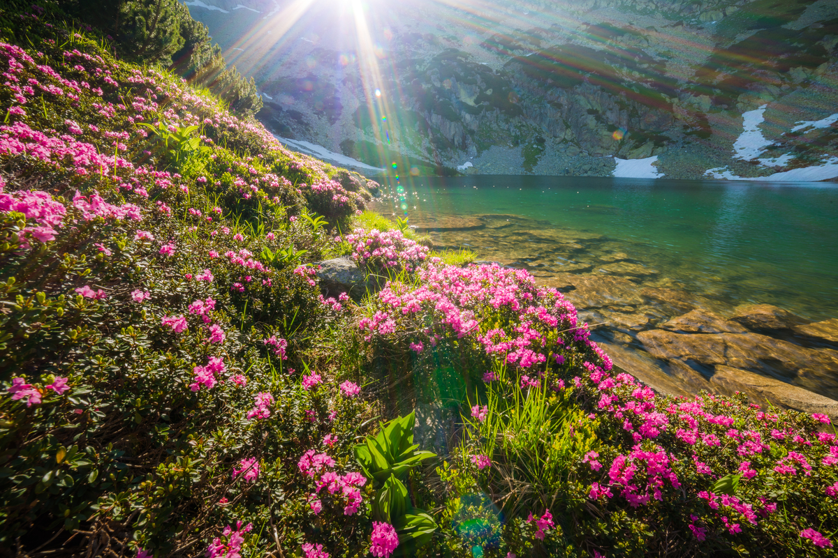 Erbe alpine: quali sono e quali proprietà possiedono