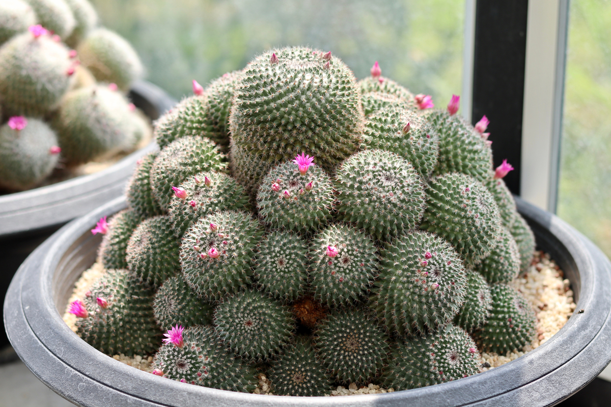 Mammillaria: una pianta grassa dal grande potenziale decorativo