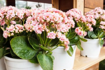 Calancola: varietà e consigli per la coltivazione in casa e giardino