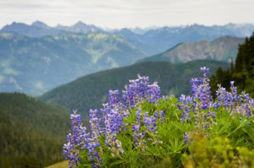 Erbe alpine: quali sono e quali proprietà possiedono
