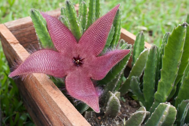 Stapelia: cura e coltivazione della pianta grassa con i fiori a stella