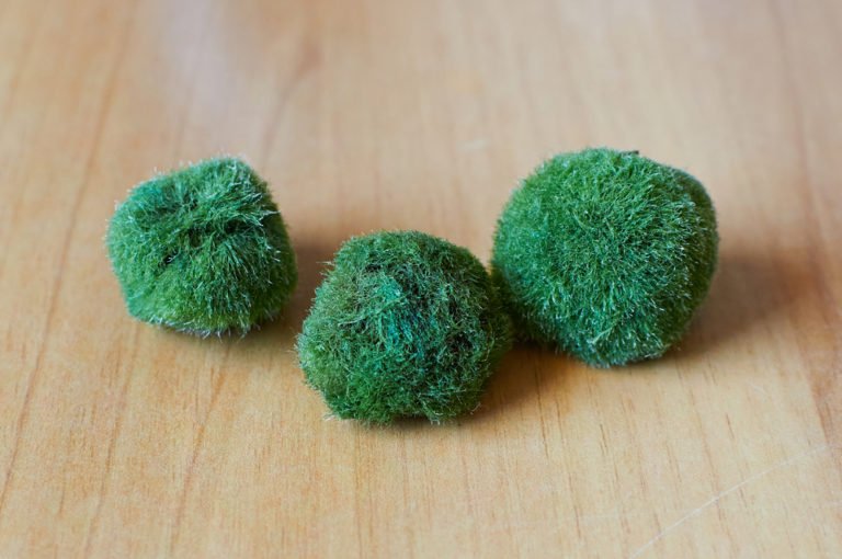 Alga Marimo: l'alga a forma di pallina, che è simbolo dell'amore