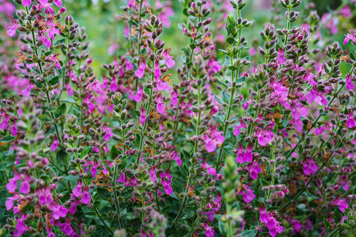 Camedrio: coltivazione, proprietà e controindicazioni