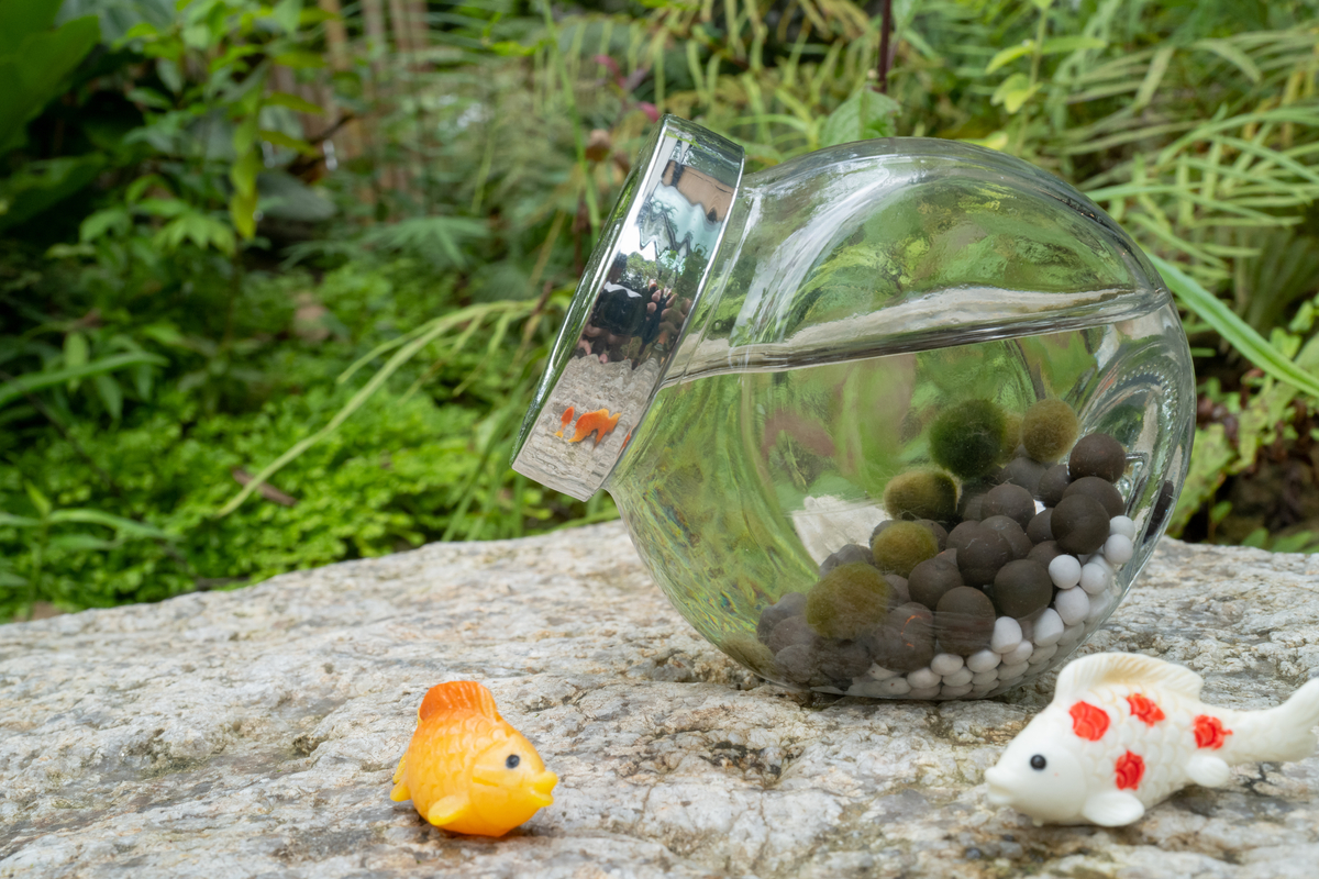 Alga Marimo: l'alga a forma di pallina, che è simbolo dell'amore