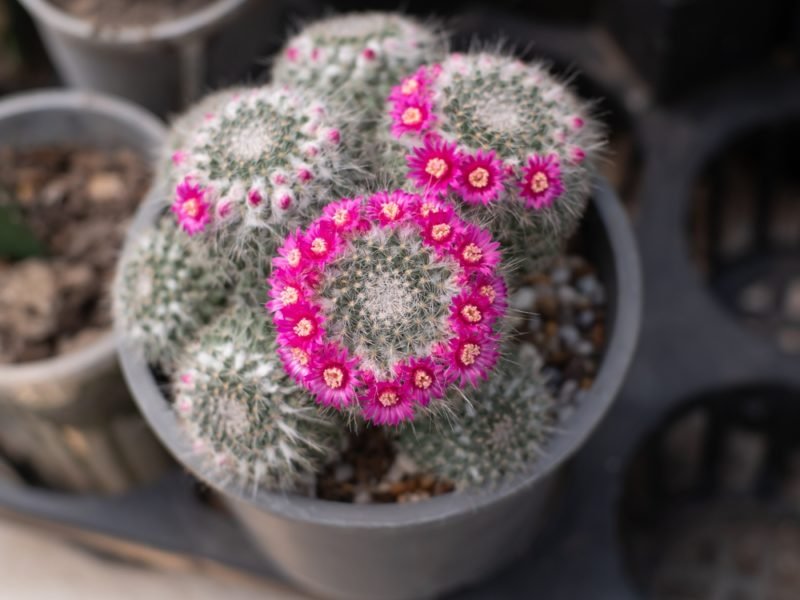 Mammillaria: una pianta grassa dal grande potenziale decorativo