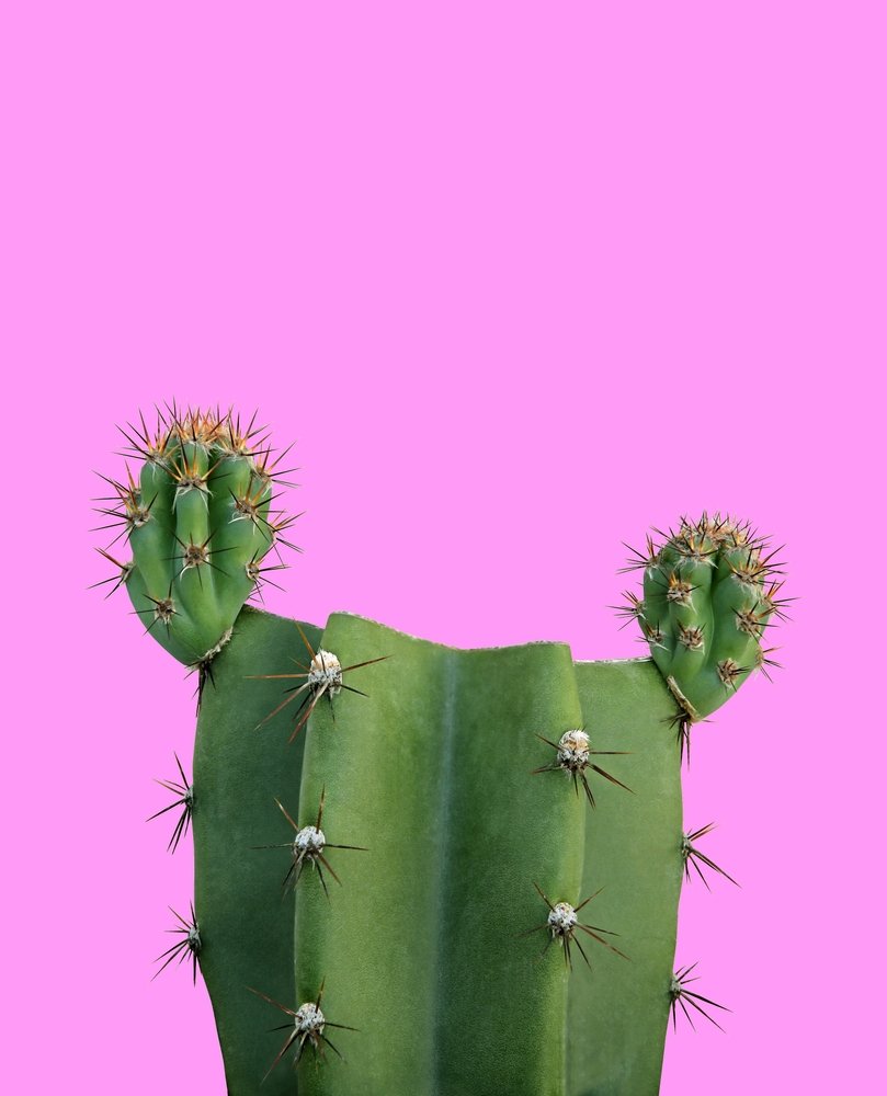 Cereus: consigli per la cura e la coltivazione di questa cactacea