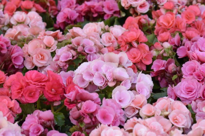 Calancola: varietà e consigli per la coltivazione in casa e giardino