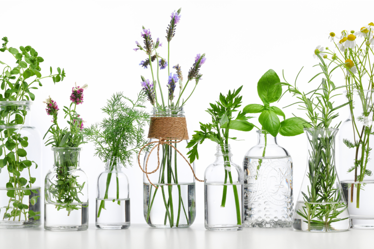 Erbe officinali: elenco, proprietà e utilizzi in cucina e per tisane