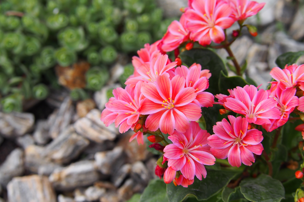 Lewisia Cotyledon: coltivazione, cura e varietà della pianta