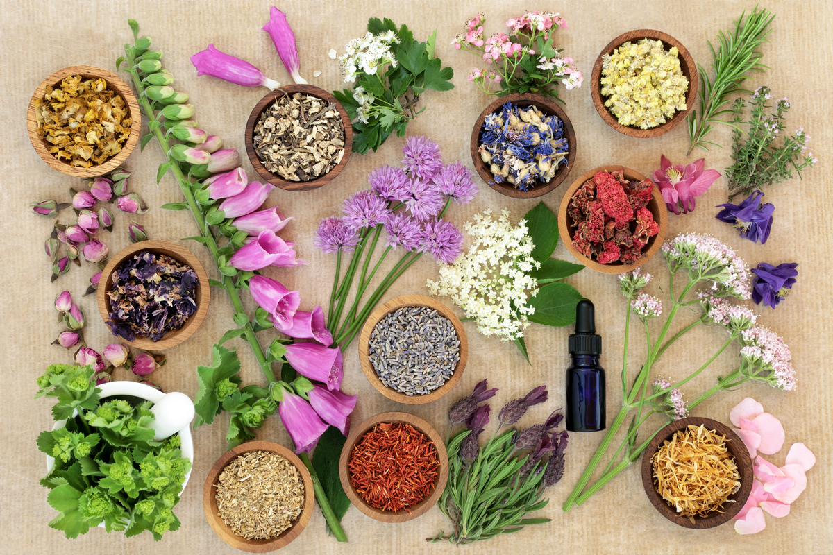 Piante officinali: quali sono e quali proprietà possiedono