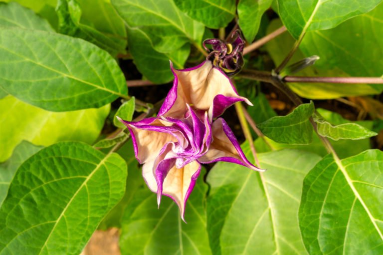 Stramonio: tanto bella quanto tossica, la pianta e i semi