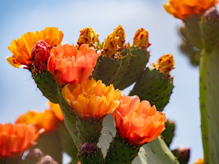 Opuntia: clima, esposizione e altri consigli per la cura e la coltivazione